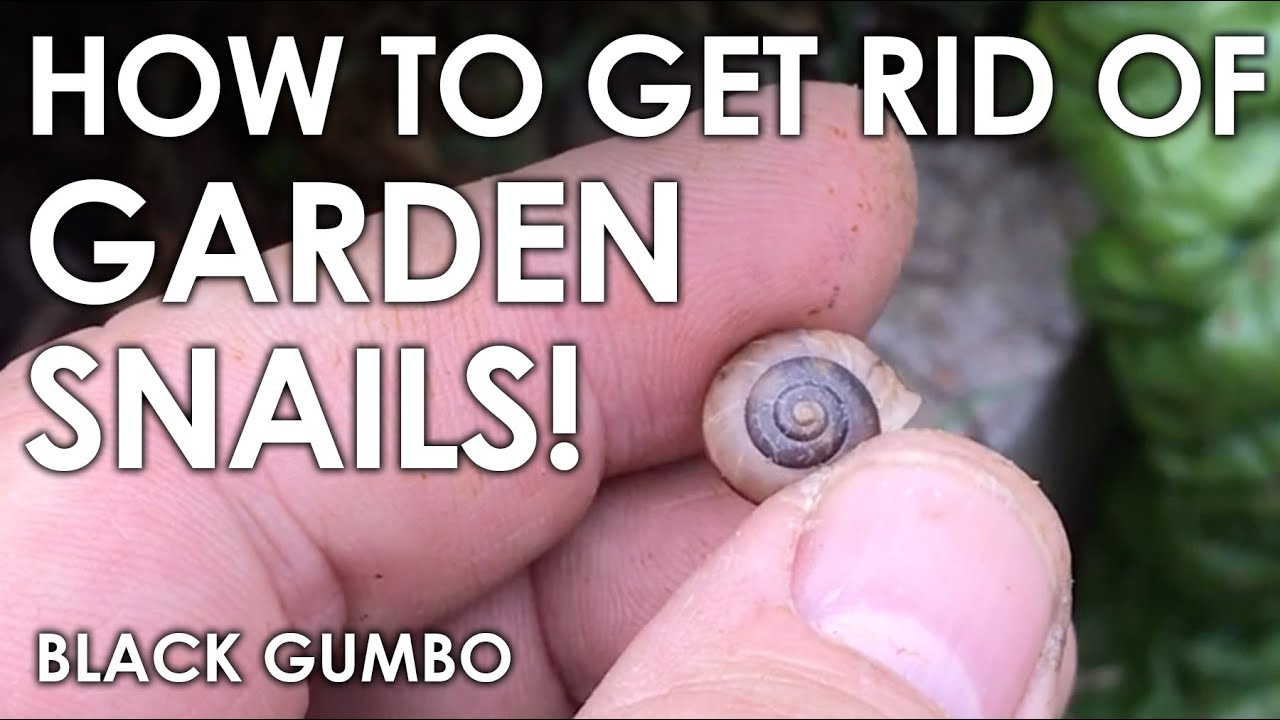 How to Get Rid of Snails in the Garden: Proven Tactics - Get House ...